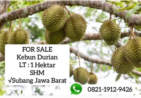 Kebun Durian, Jalan Cagak Subang Jawa Barat
