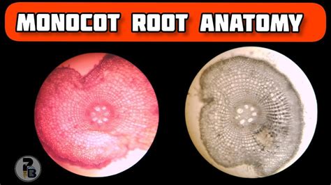 Monocot Root