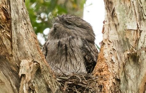 Do Birds Hibernate Or Migrate The Bird S Dilemma Bird Watching Pro