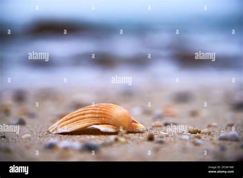 Scallop Shell In The Sand On The Beach Stock Photo Alamy