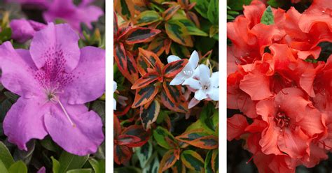 Dwarf Encore Azaleas Companion Plants Encore Azalea