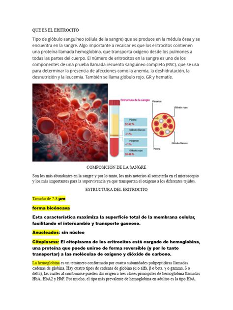 Que Es El Eritrocito Pdf Glóbulo Rojo Sangre