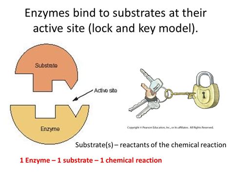 Enzymes Enzymes Are Proteins Ppt Video Online Download