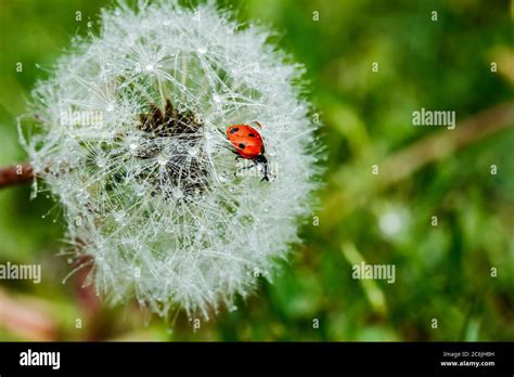 Beautiful Fluffy Dandelion With Rain Drops And Ladybug Against The