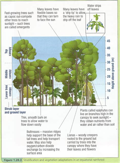 Weather And Climate Equatorial Climates