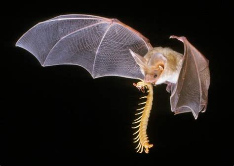 Bizarre Bat Behavior Oral Sex Pollinating Tequila Sharing Meals