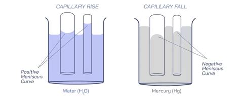 Capillary Phenomenon Over 21 Royalty Free Licensable Stock Illustrations And Drawings Shutterstock