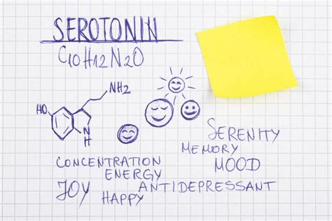 Ecs Explained Whos In Charge The Endocannabinoid System Or The Serotonin System Ajem