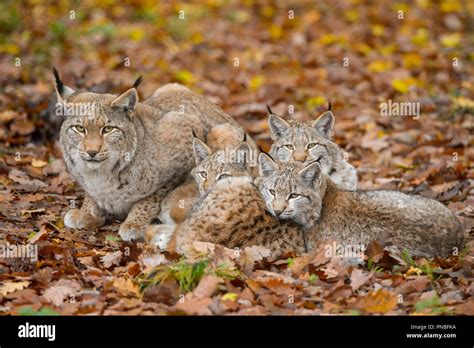 Eurasian Lynx Lynx Lynx Female With Three Kittens Germany Europe