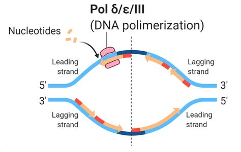 Dna Polymerase