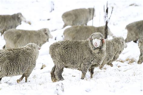 What is merino wool and what are its advantages? - Dino System