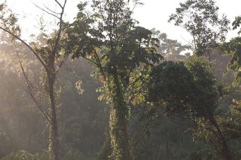 Premium Photo Trees Growing In Sunlight