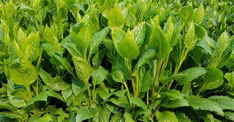 ‘쑥부쟁이가 미세먼지·꽃가루 알레르기 잡는다고