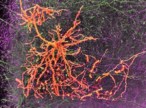 BRAIN Initiative Grants Fund Research On Mouse Brain Cells