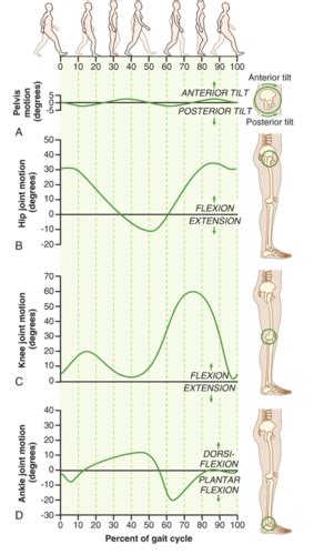 Gait Cycle Sagittal Plane Kinematics Flashcards Quizlet