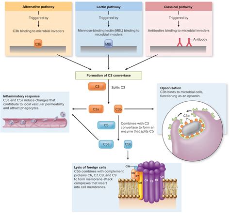 Complement System Complement System Immunology Medical School Stuff