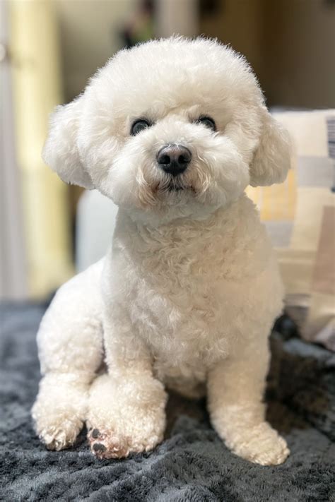 15 Bichon Frise Haircut Styles With Pictures