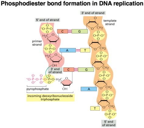 Dna Replication Flashcards Quizlet