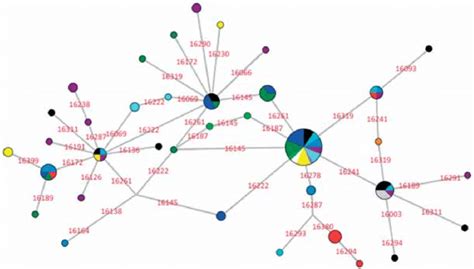 Reduced Median Network Of Haplogroup J Showing The Close Relationship