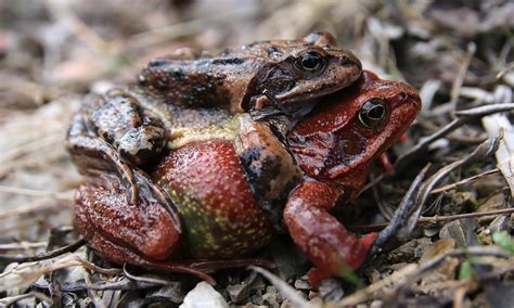 Publications Evolutionary Genomics Of Sex