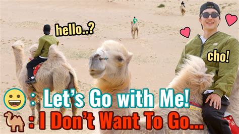 Hello Camel Can You Give Us A Ride🐪🐫🏜️ Youtube