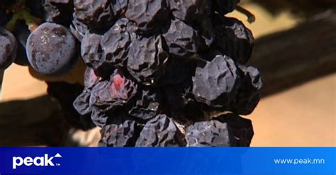 Дэлхийн дулаарлын улмаас Австрали дарсны согтууруулах чанар нэмэгджээ Peak News