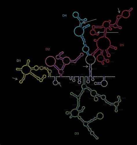 Experimental Secondary Structure Map Of Meg3v1 Obtained By Chemical Download Scientific Diagram