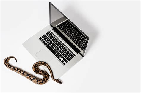 Python Ular Dan Komputer Laptop Konsep Menggunakan Bahasa Pemrograman