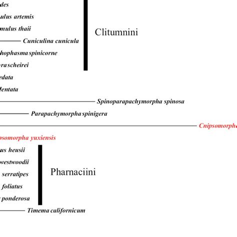 maximum likelihood tree based on coi sequence data of available species