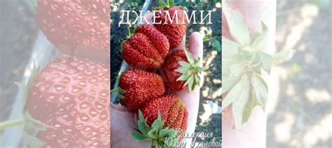 Рассада виктории купить в Кургане | Товары для дома и дачи | Авито