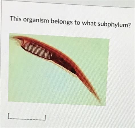 Solved This Organism Belongs To What Subphylum Ll