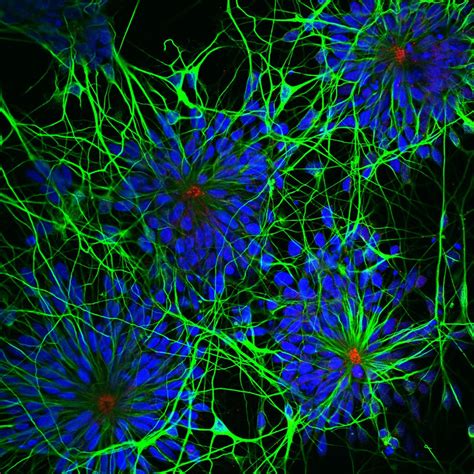 High Quality In Vitro Cell Models For Cortical Neurophysiology