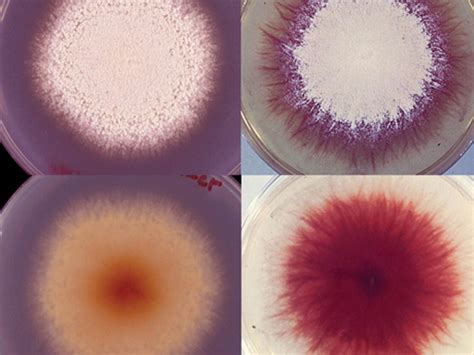 Trichophyton Mycology University Of Adelaide