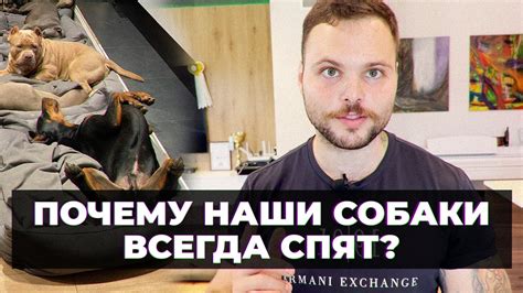 ПОЧЕМУ НАШИ СОБАКИ ВСЕГДА СПЯТ Отвечает профессионал Дима Youtube