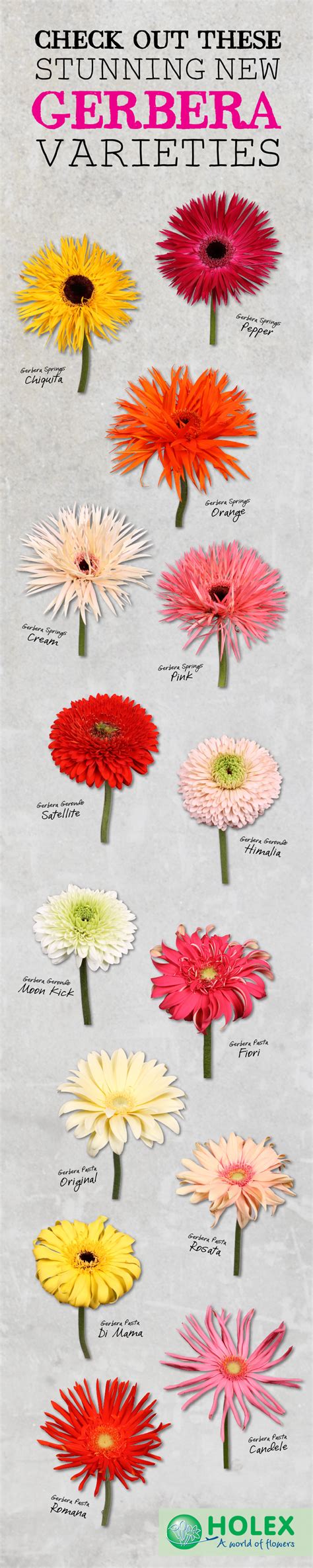Stunning New Gerbera Varieties From Gerbera United