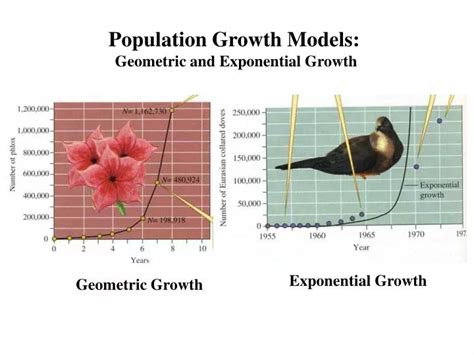 Ppt Population Growth Models Geometric And Exponential Growth Powerpoint Presentation Id