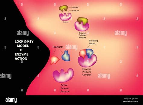 Enzyme Substrate Model Hi Res Stock Photography And Images Alamy