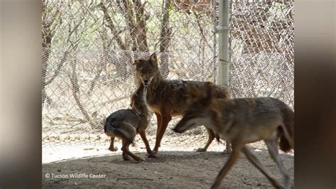 Coyote Mating Season YouTube