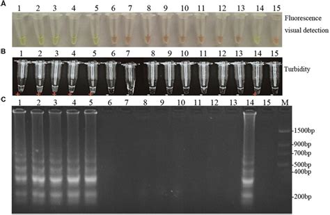 Specificity Of Lamp Detection Of D Bryoniae Assessment Was Based On Download Scientific