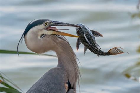 Different Types Of Catfish Species Identification Guide Fishmasters Com