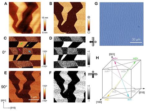Type 1 Domain Structure A Topography Of Type 1 Domain Structure B Type 1 Domain Structure A Topography Of Type 1 Domain Structure B