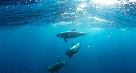 Dolphin Sex Is Twisty And Super Complicated But Looks Like Fun