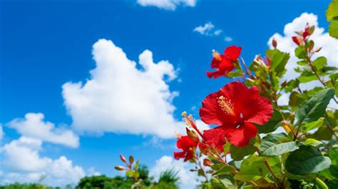 하늘 꽃에 대한 붉은 히비스커스 꽃 Photo 푸른 하늘에 빛나는 새빨간 히비스커스 고화질 사진 사진 하늘 배경 일러스트 및 사진 무료 다운로드 Pngtree