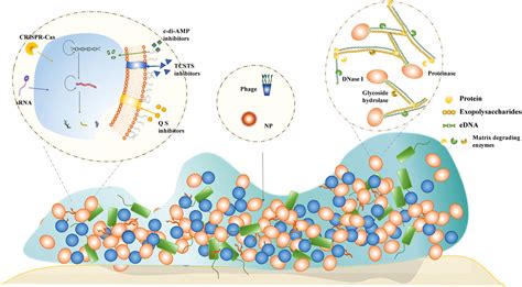 Strategies For Streptococcus Mutans Biofilm Dispersal Through Extracellular Polymeric Substances