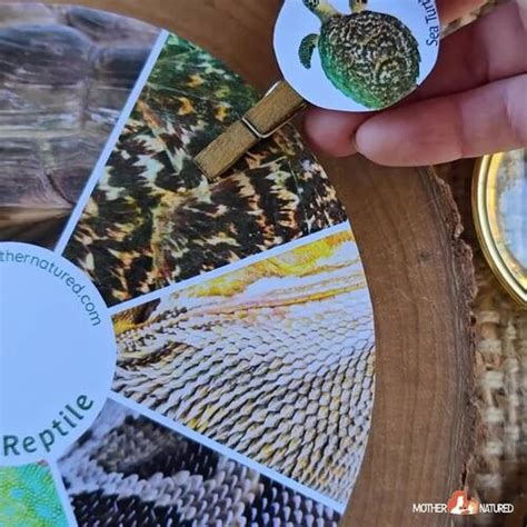 Reptile Matching Activity Reptile Game Pattern Activity By Mother