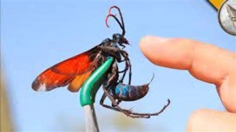 Wasp Sting With Stinger Still In 638 Best Images About Stinging Pests