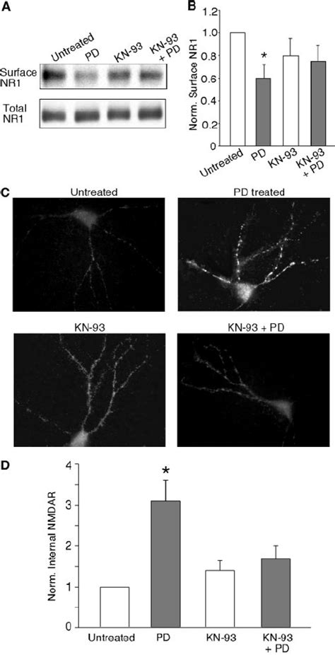 activation of d 4 receptors reduced the nmdar surface expression and