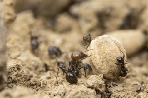 Social Behaviour Of Ants Zoologytalks Social Behaviour Of Ants Zoologytalks