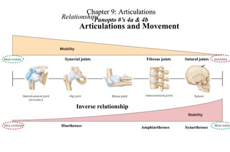 Classifications Of Joints Flashcards Quizlet