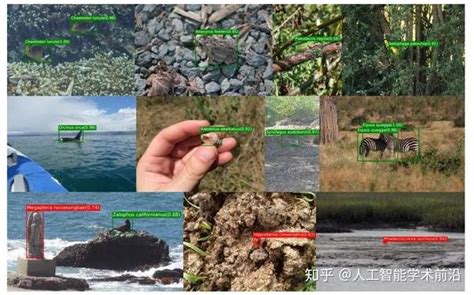 自然物种分类和检测数据集 知乎